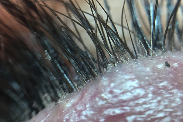 Is professional eyelash shampoo really better than its alternatives?